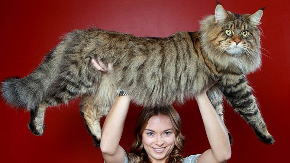 Large Domestic Cat Breeds Uk Cat Meme Stock Pictures And Photos Large Domestic Cat Breeds Uk Cat Meme Stock Pictures And Photos